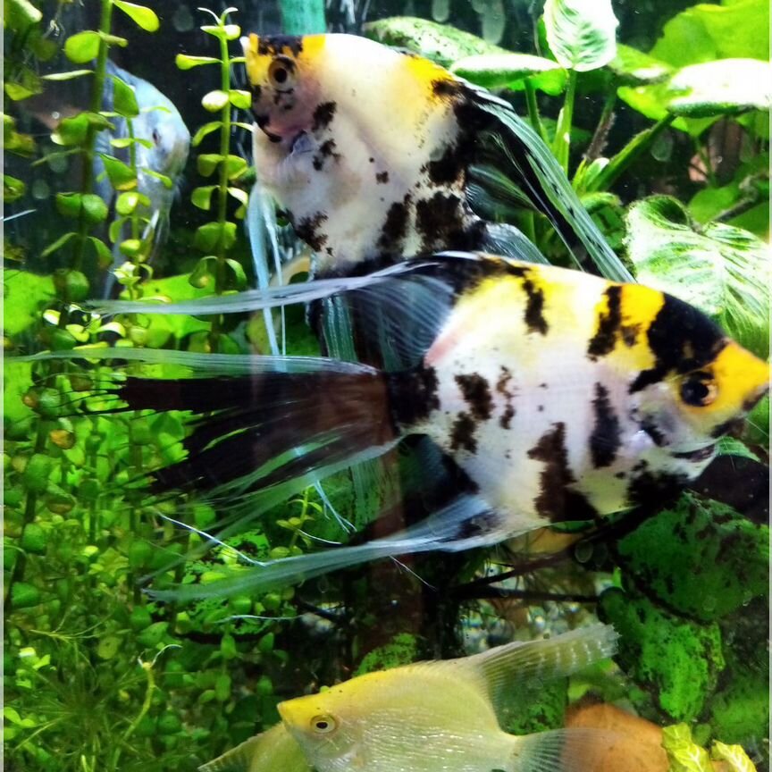 Аквариумные рыбки