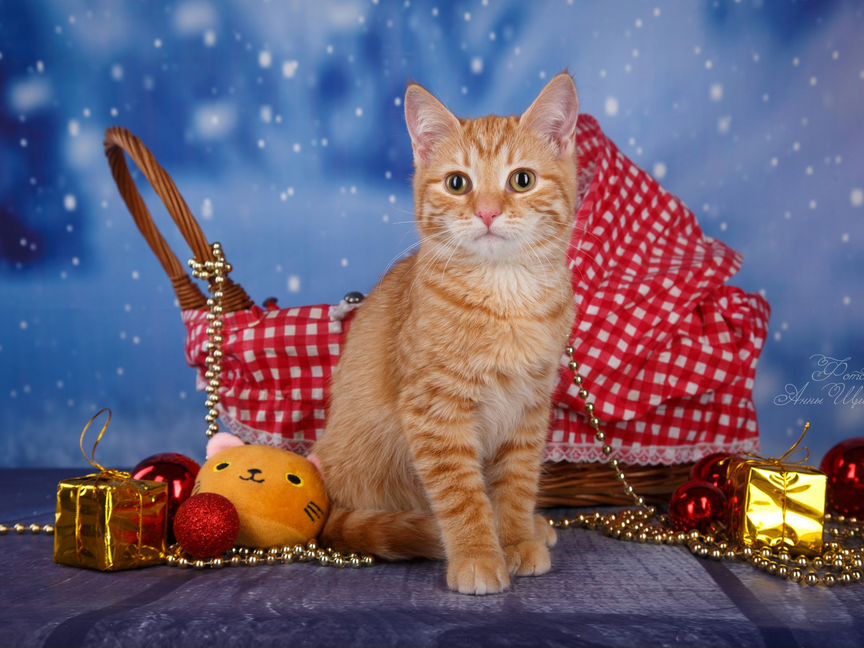 Котенок в добрые руки