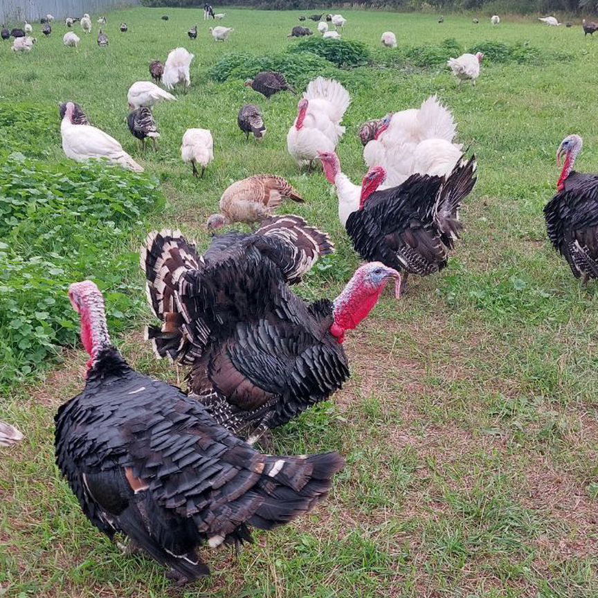 Индюки домашние порода разное