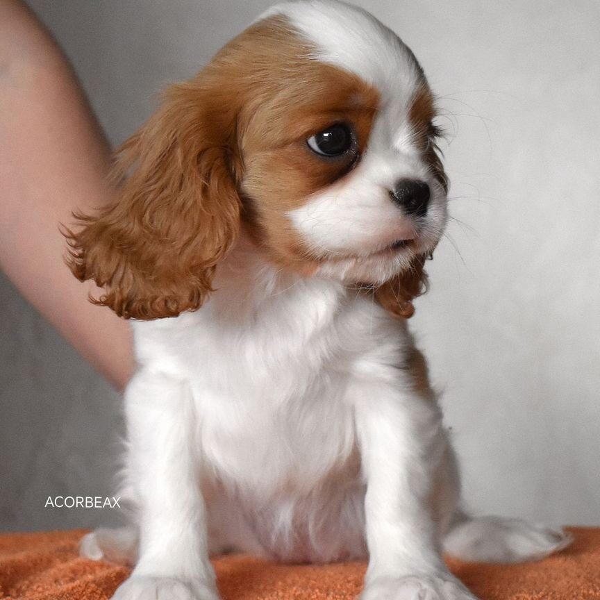 Девочка кавалер кинг чарльз спаниель для выставок
