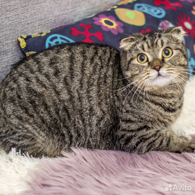 Красивый котяра ищет новый дом