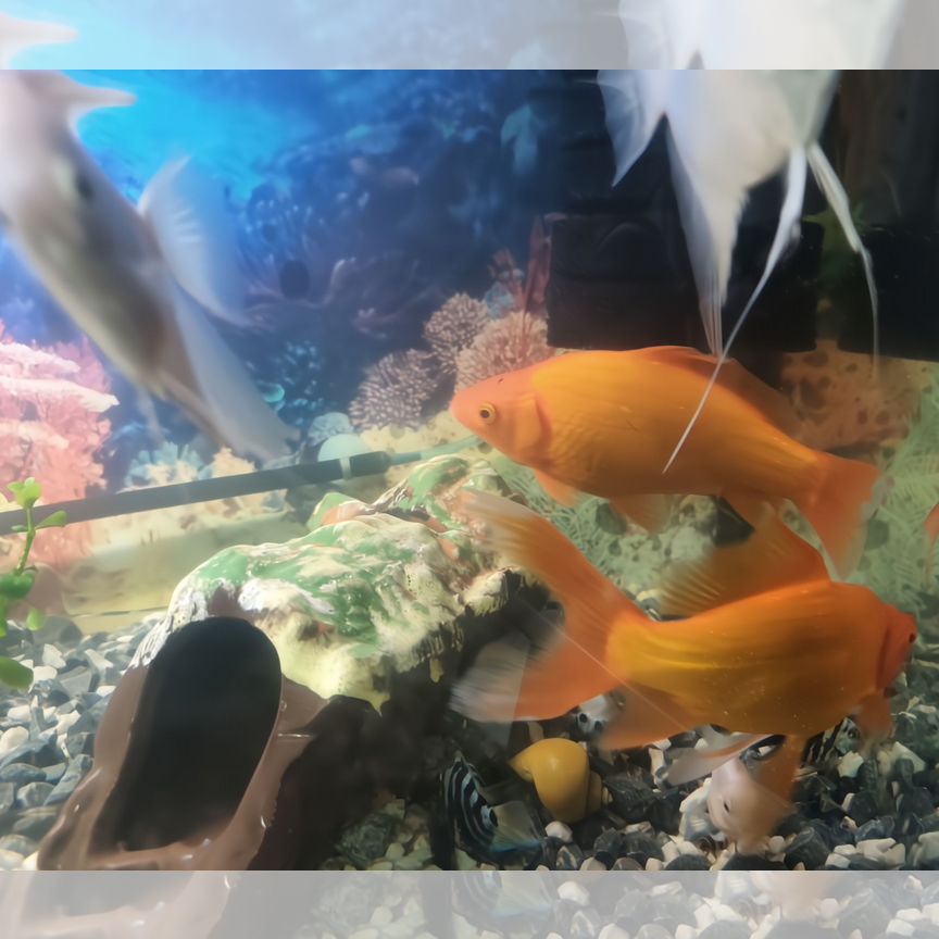 Золотая рыбка (пара)