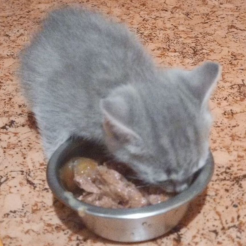 Котята в добрые руки бесплатно девочка