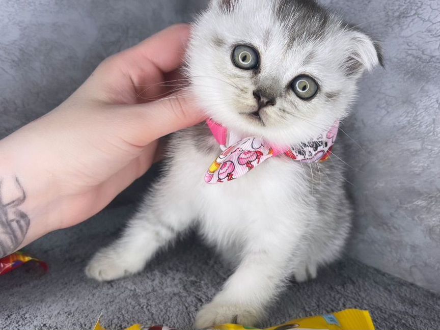 Плюшевая девочка шотландка