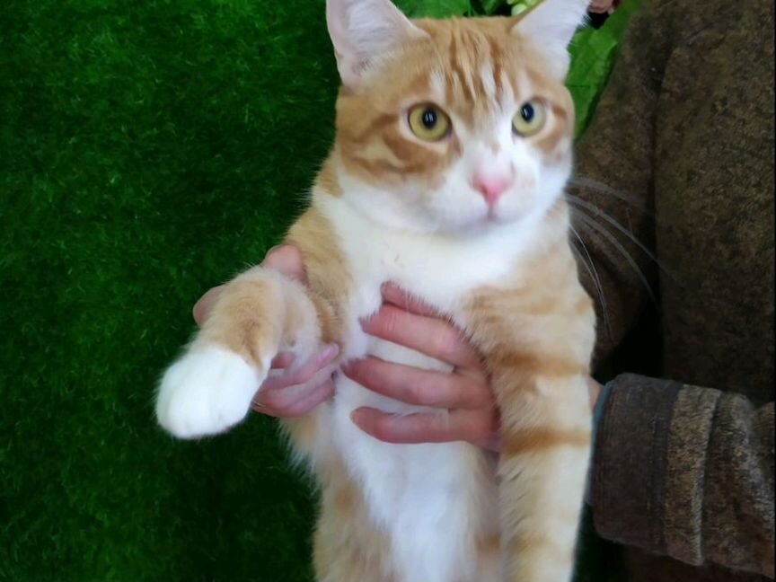 Котик