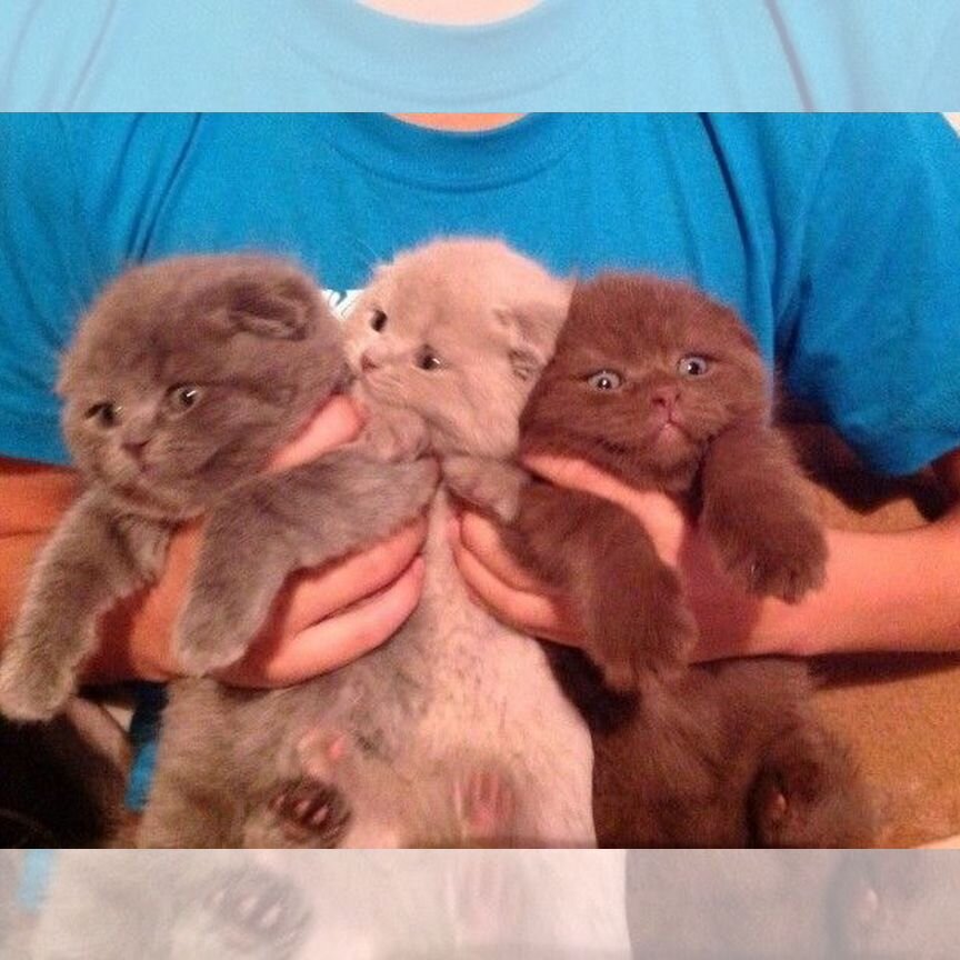 Шотладские вислоухие котята