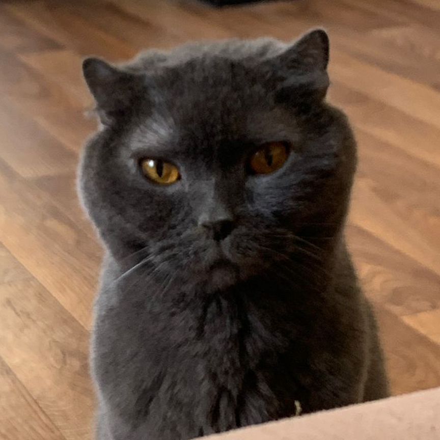 Шотландский котик ср0чн0 ищет дом