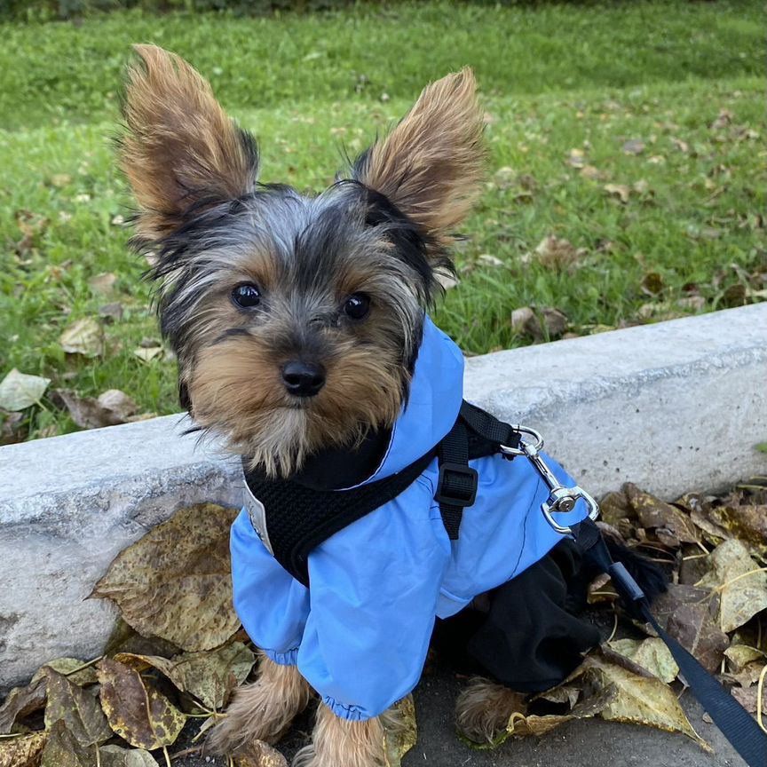 Одежда для щенков