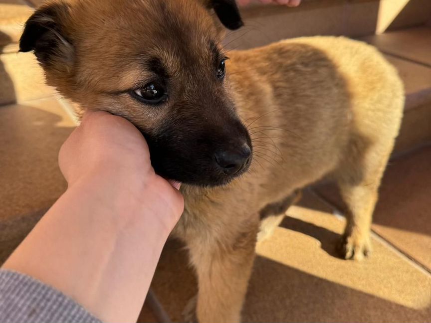 Голди, девочка