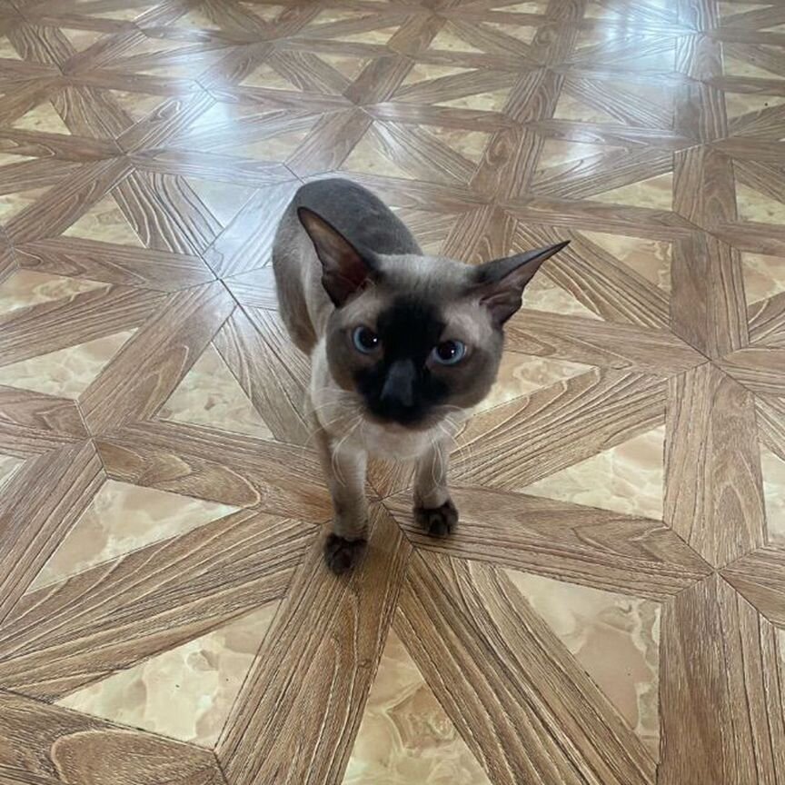 Отдам в добрые руки котика