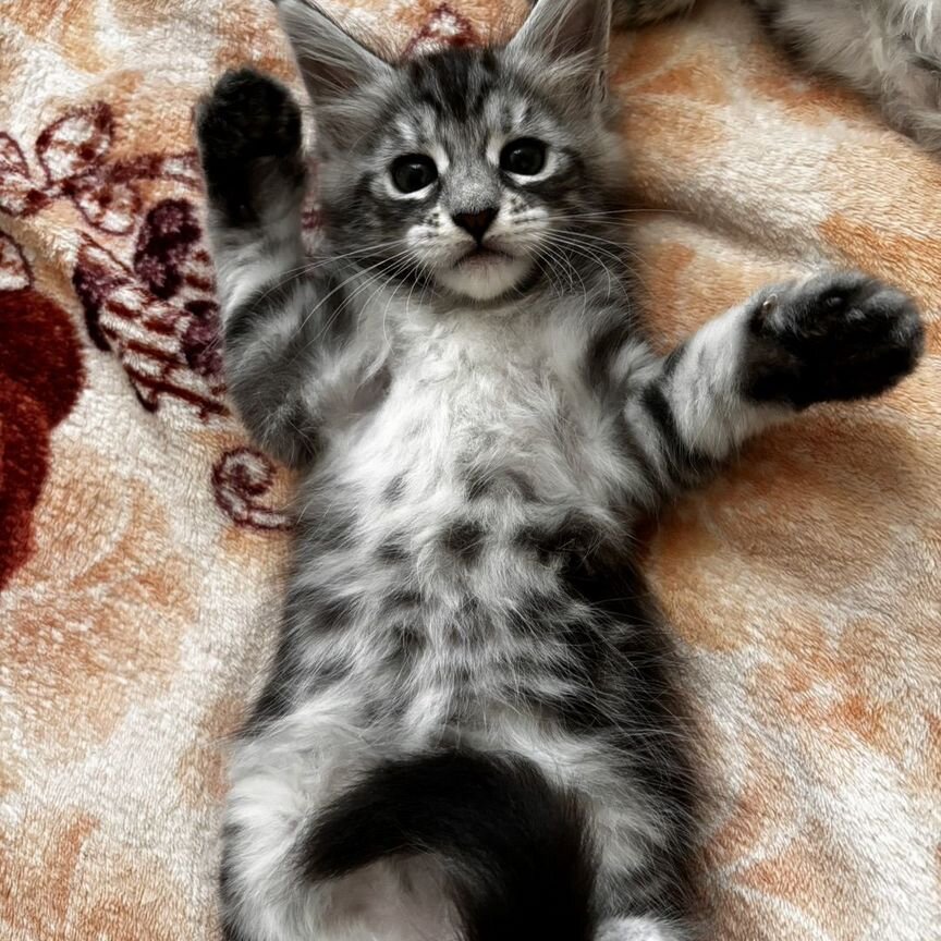 Котята Мейн-кун