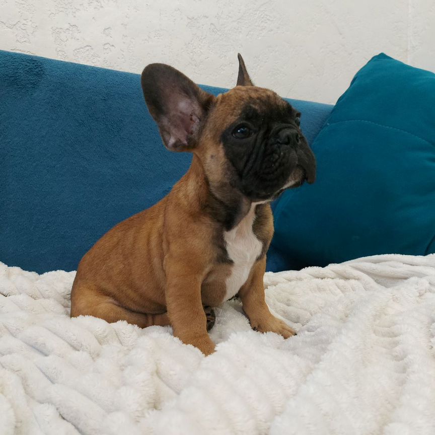 Французский бульдог