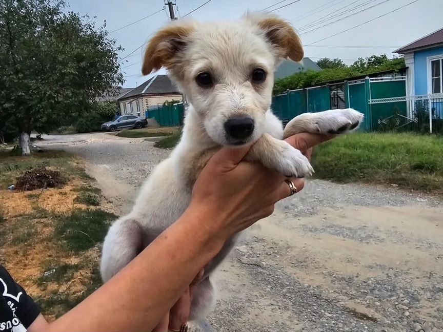 Щенок. Беляш. Михайловск. В добрые руки