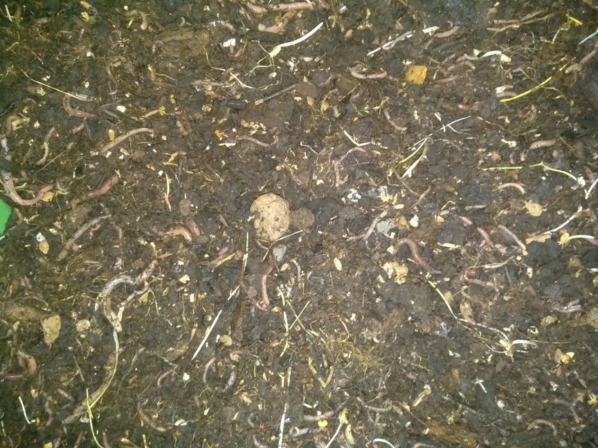 Ящик червей на разведение