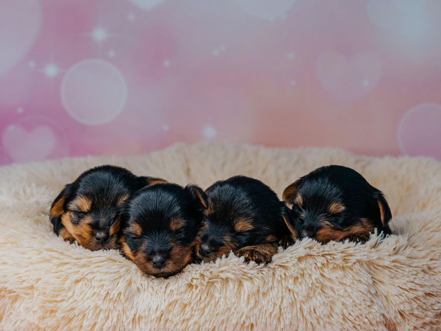 Собака щенки йоркширского терьера