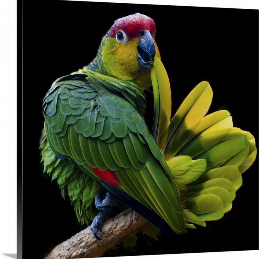 Попугаи разные