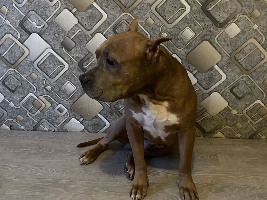 Стафф в добрые руки