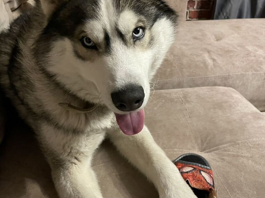 Хаски в добрые руки