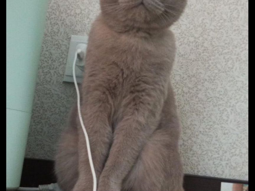 Лиловая Британка