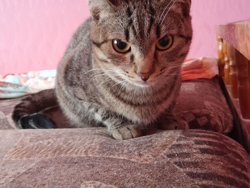 Котик в добрые руки
