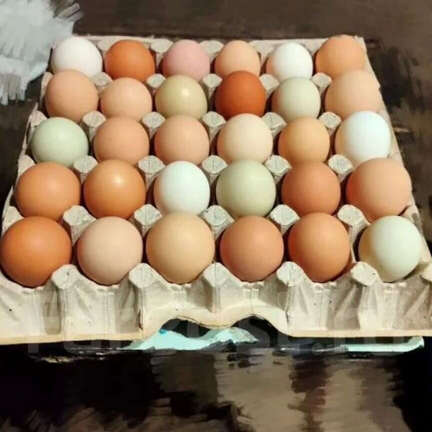 Домашние куриные яйца на еду или инкубацию