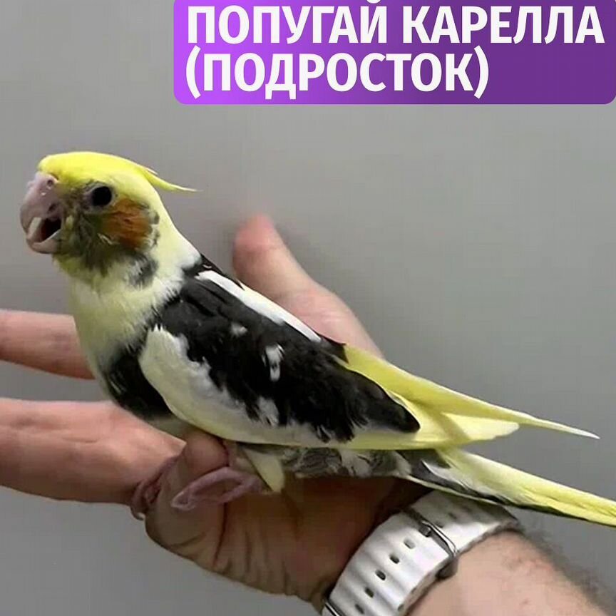 Попугай Корела подросток