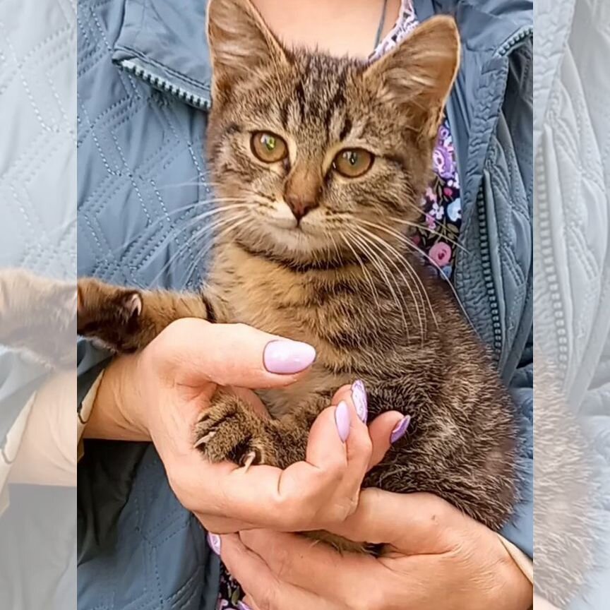 Котенок в добрые руки бесплатно