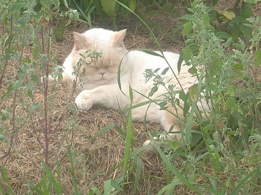 Потерялся кот 19.09.2023