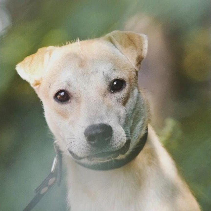 Отдам в добрые руки