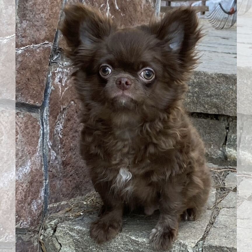 Чихуахуа, щенок