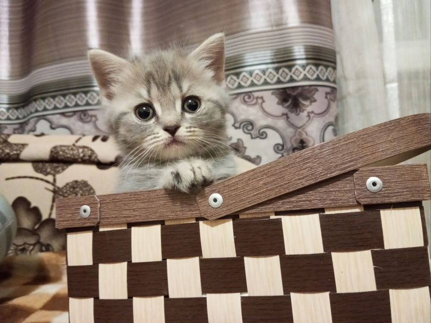 Шотландские вислоухие котята