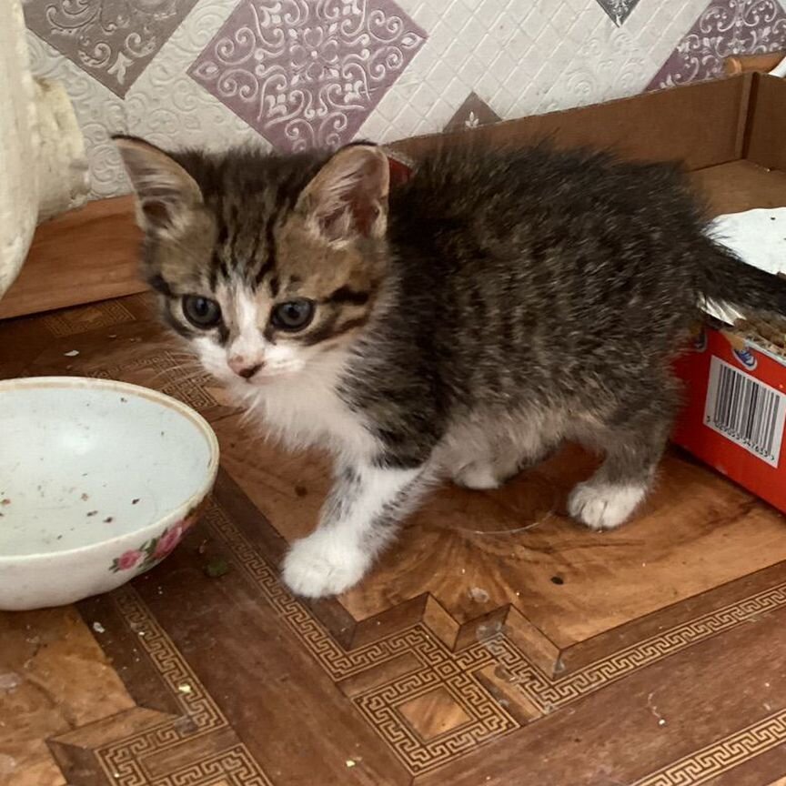 Котята в добрые руки бесплатно