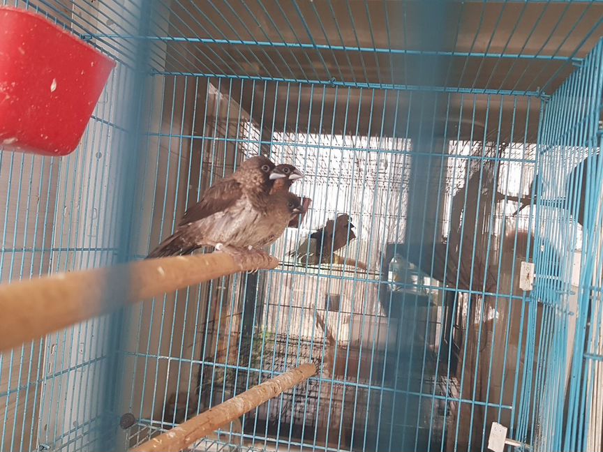 Японские амадины