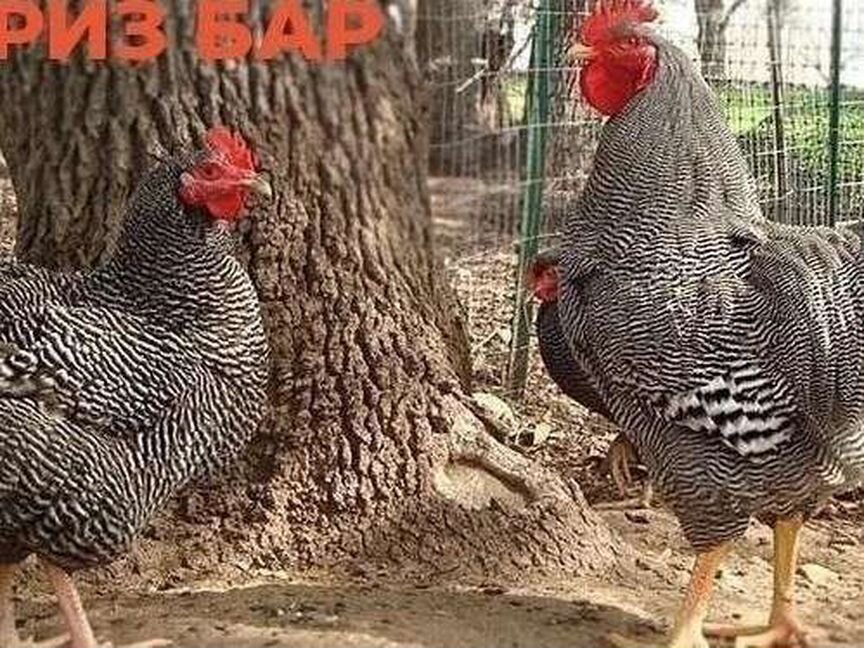 Гриз бар петушки на племя