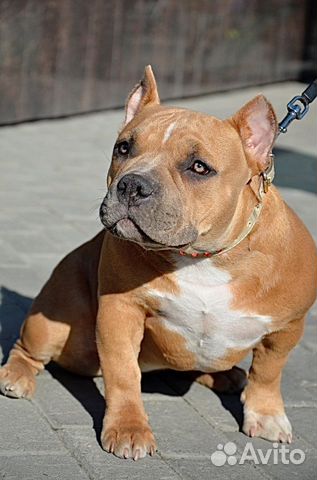 Американский булли щенок девочка 6 месяцев