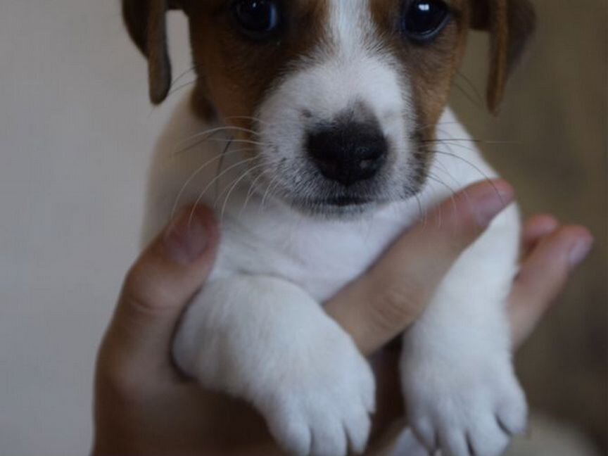 Щенки джек Рассел терьер гладкошерстный