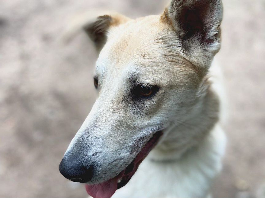 Собака Айва добрая, ласковая, игривая