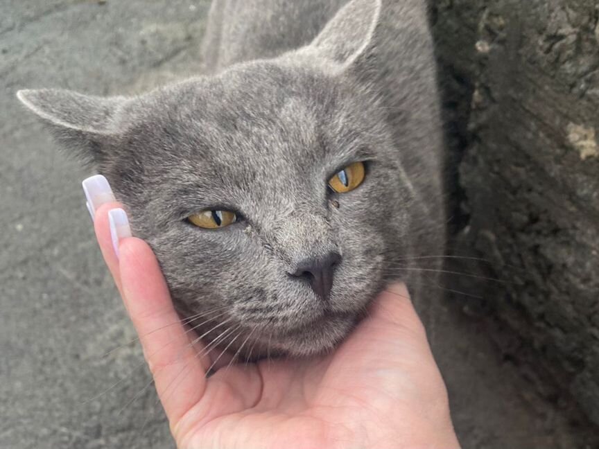 Кот британец ищет дом. Потерялся или брошенный