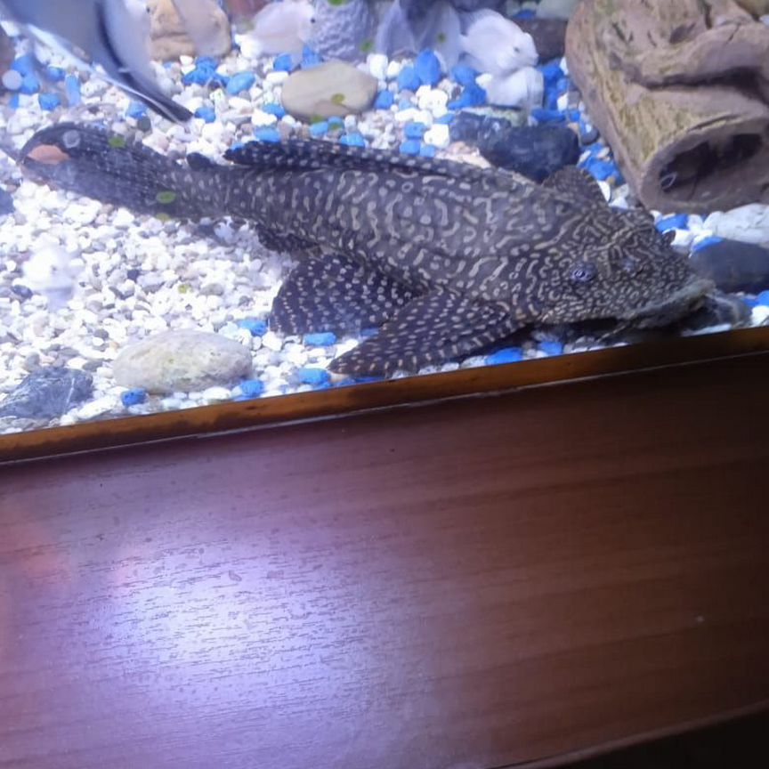 Анциструс большой 35 см