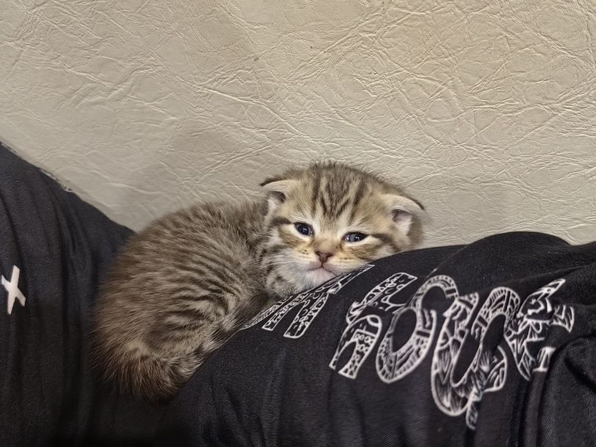 Шотландская вислоухая кошка