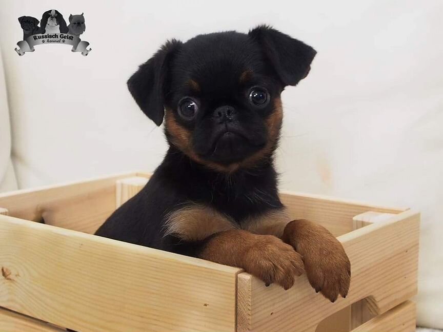 Пти брабансон- очаровательные щенки, 2 мес