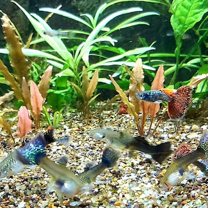 Рыбки гуппи