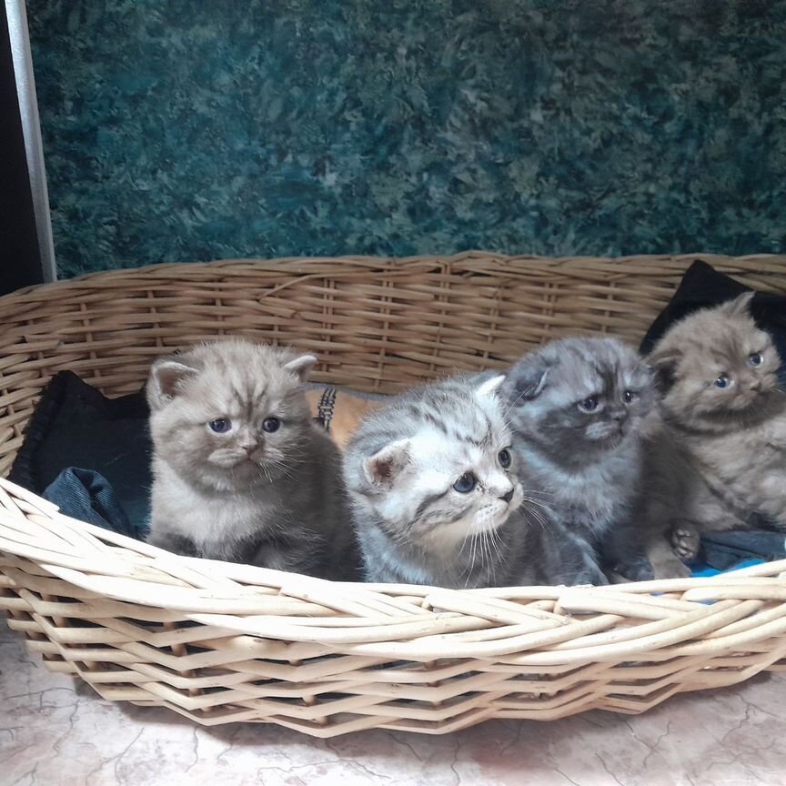 Шотландские