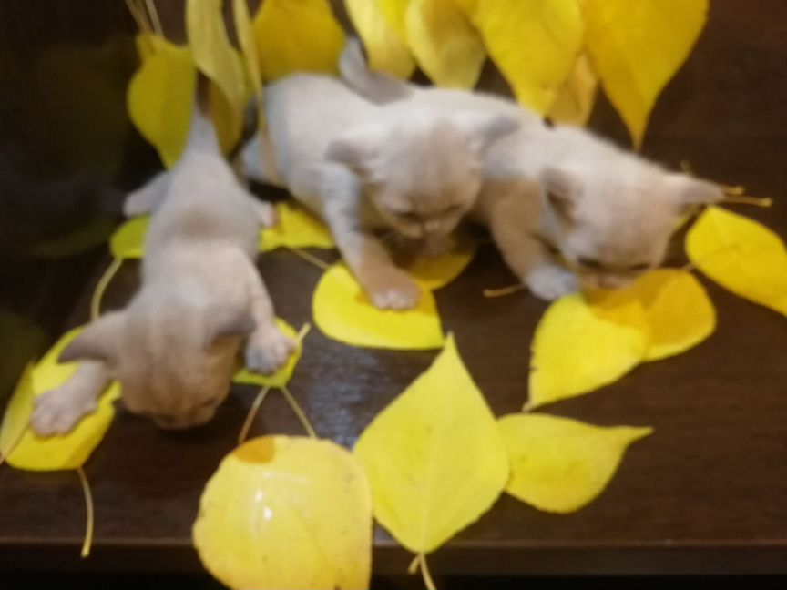Котенок бурмы