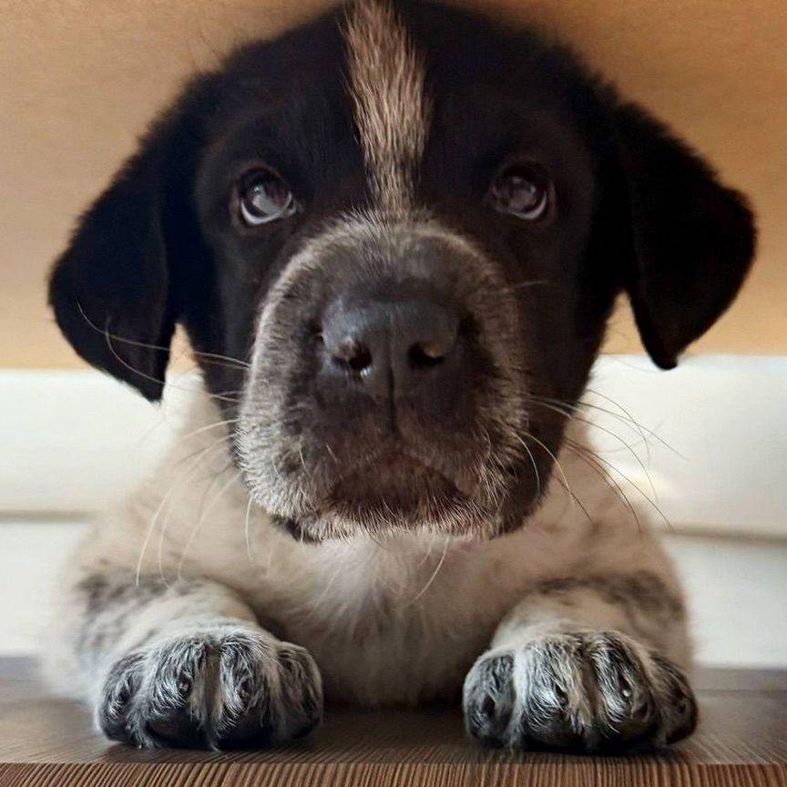 Щенок в добрые руки