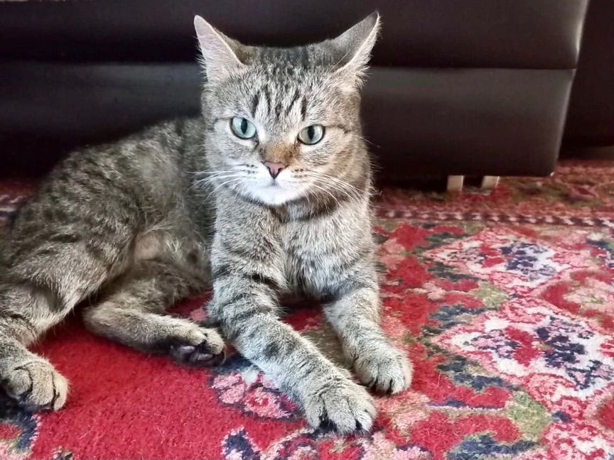 Ищет дом очень ласковая и красивая кошечка