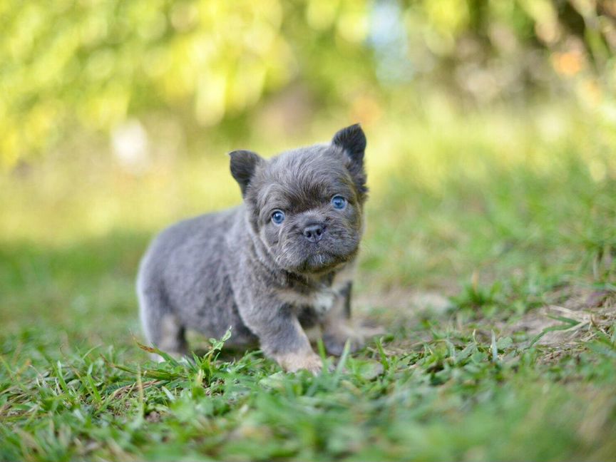 Флаффи французский бульдог девочки