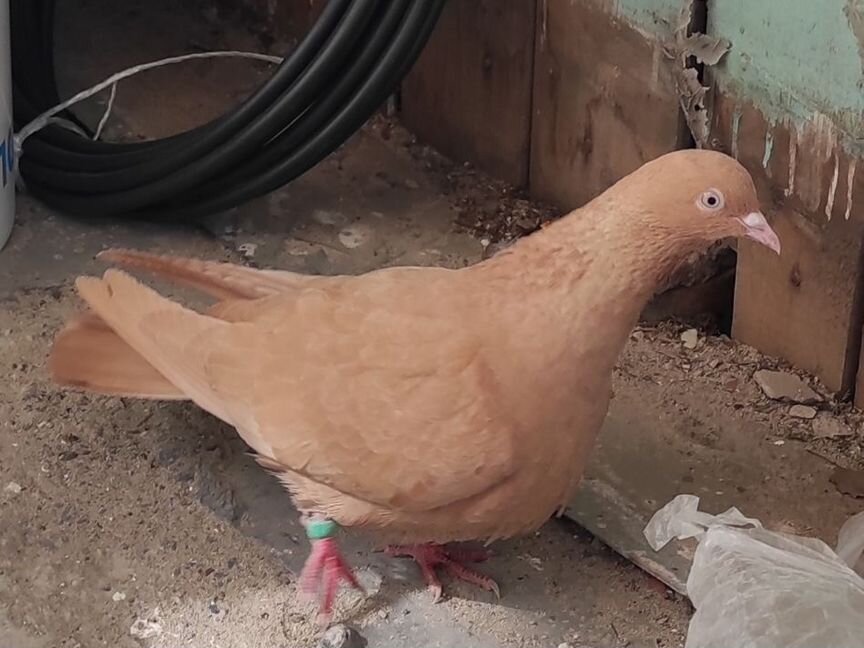 Голубь окольцованный