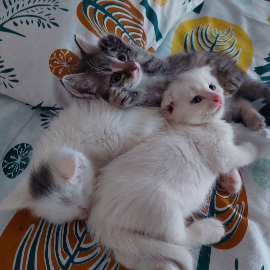 Котятки в Ваш дом