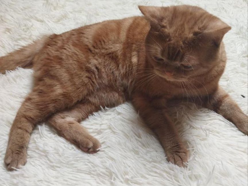 Шотландский кот на вязку